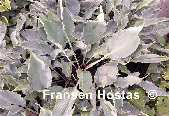 Hosta Blue Ruffles - Fransen Hostas